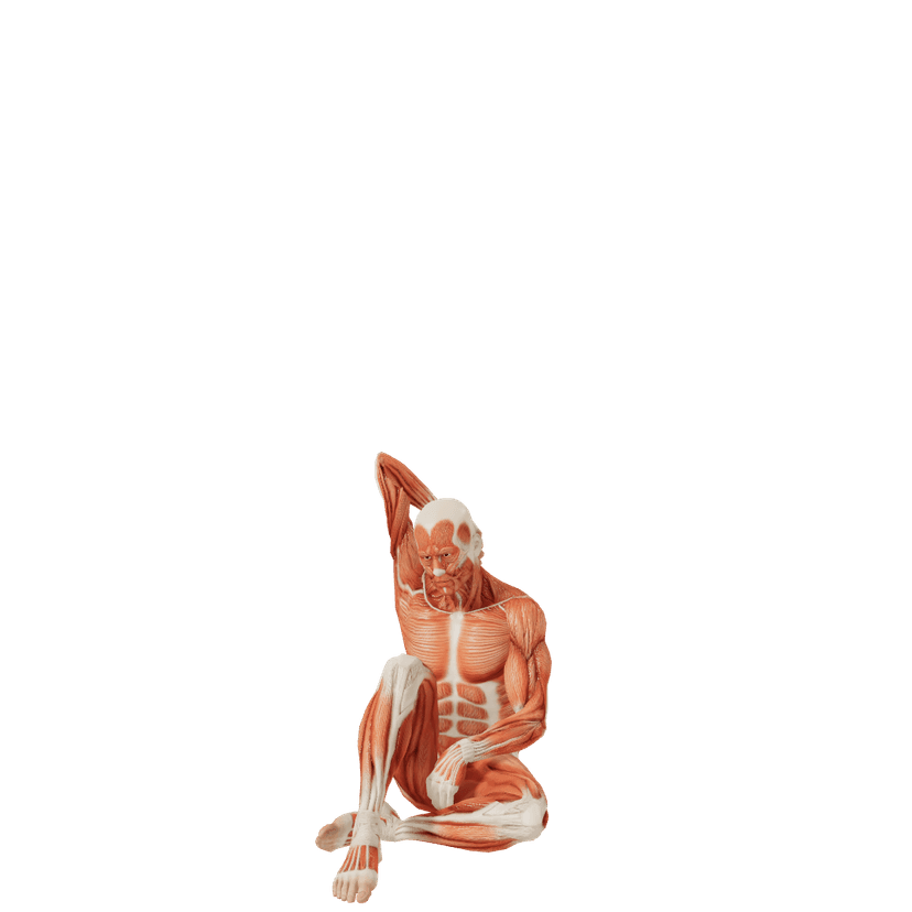 Pose 0000033 Female Sitting Fitness Raising Arm Posemaniacs Royalty Free 3d Pose 