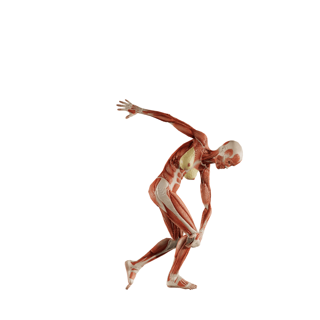Body building Unisex poses | POSEMANIACS - Royalty free 3d pose ...