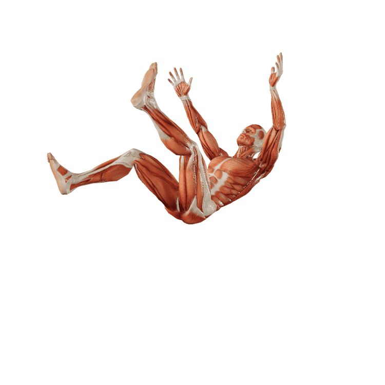 Falling Male poses | POSEMANIACS - Royalty free 3d pose reference for ...
