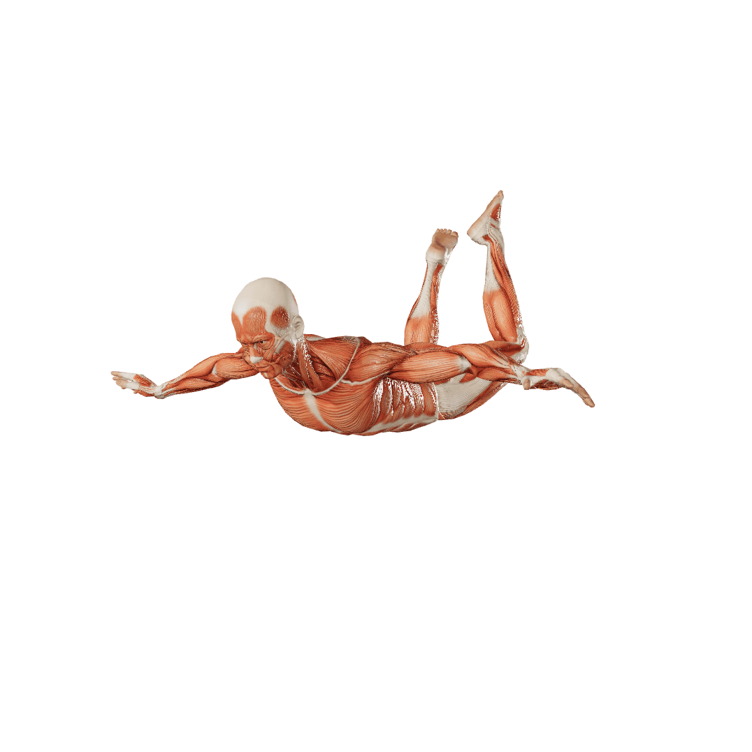 Falling Male poses | POSEMANIACS - Royalty free 3d pose reference for ...