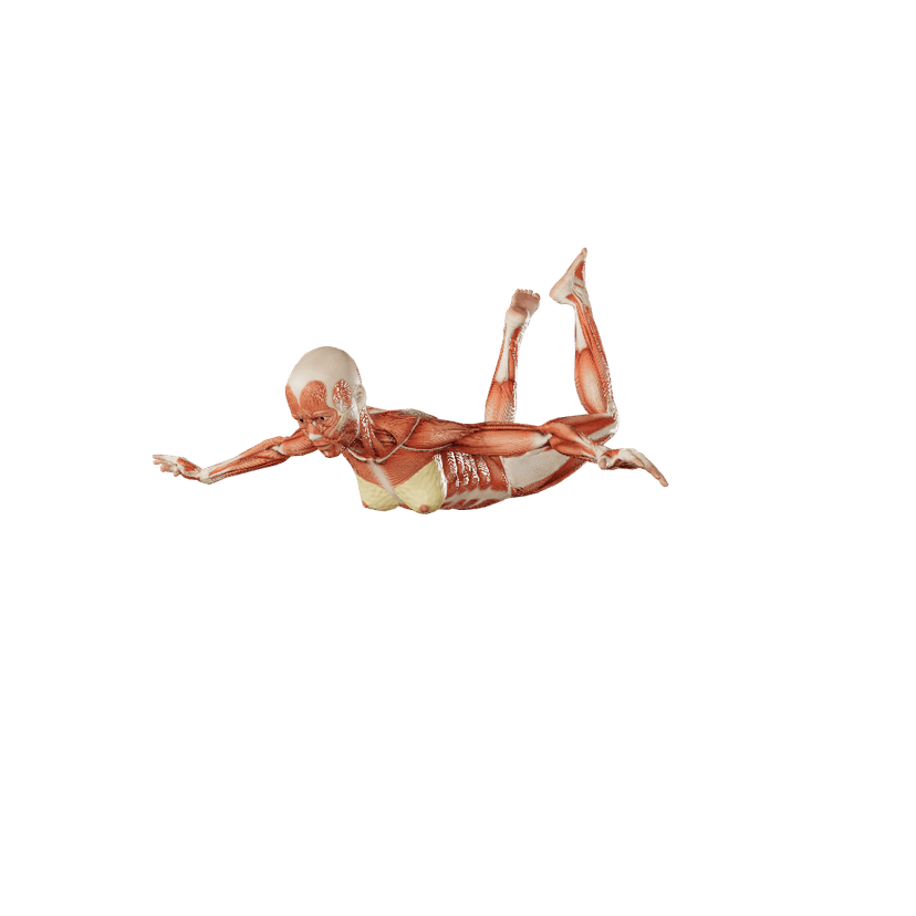 Falling Unisex poses | POSEMANIACS - Royalty free 3d pose reference for ...