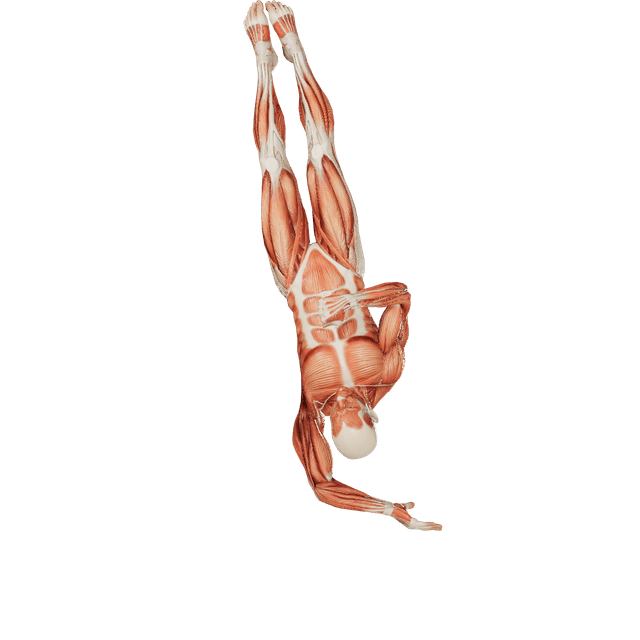 Falling Male poses | POSEMANIACS - Royalty free 3d pose reference for ...