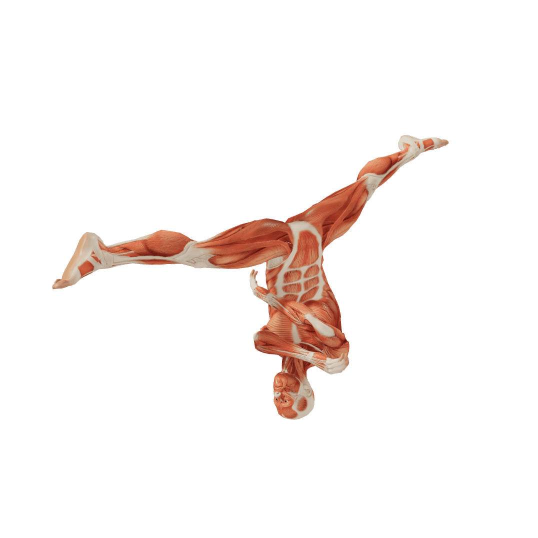 Pose 0000739, Female, Running, Jumping, Parkour, Twisting body, Raising ...