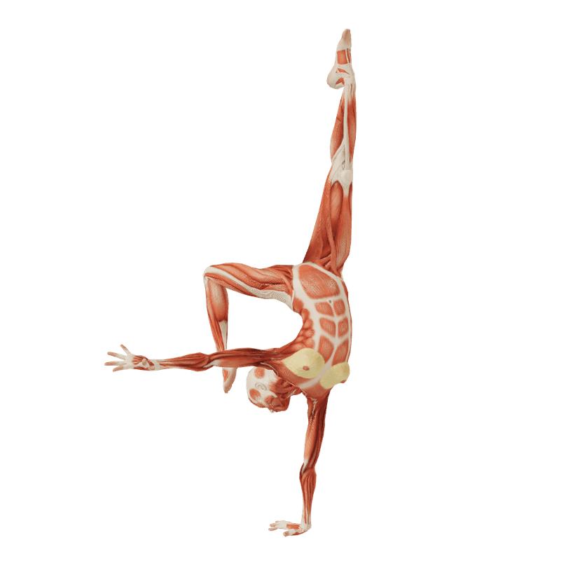 Pose 0100048, Male, Sports, Dancing, Hand standing, Twisting body ...