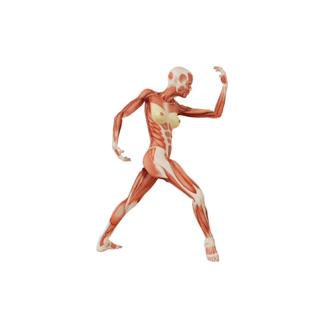 Body building Female poses | POSEMANIACS - Royalty free 3d pose ...